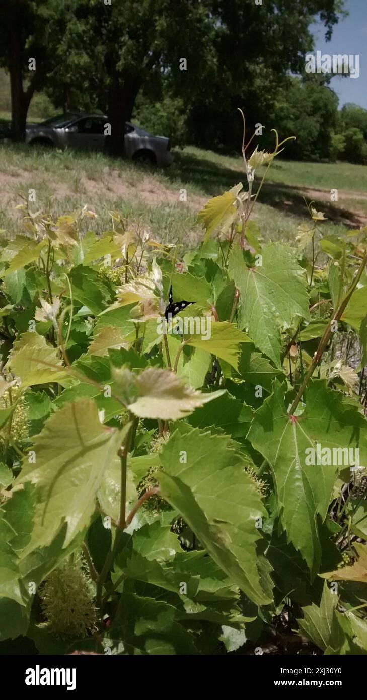 Eight-spotted Forester Moth (Alypia octomaculata) Insecta Stock Photo ...