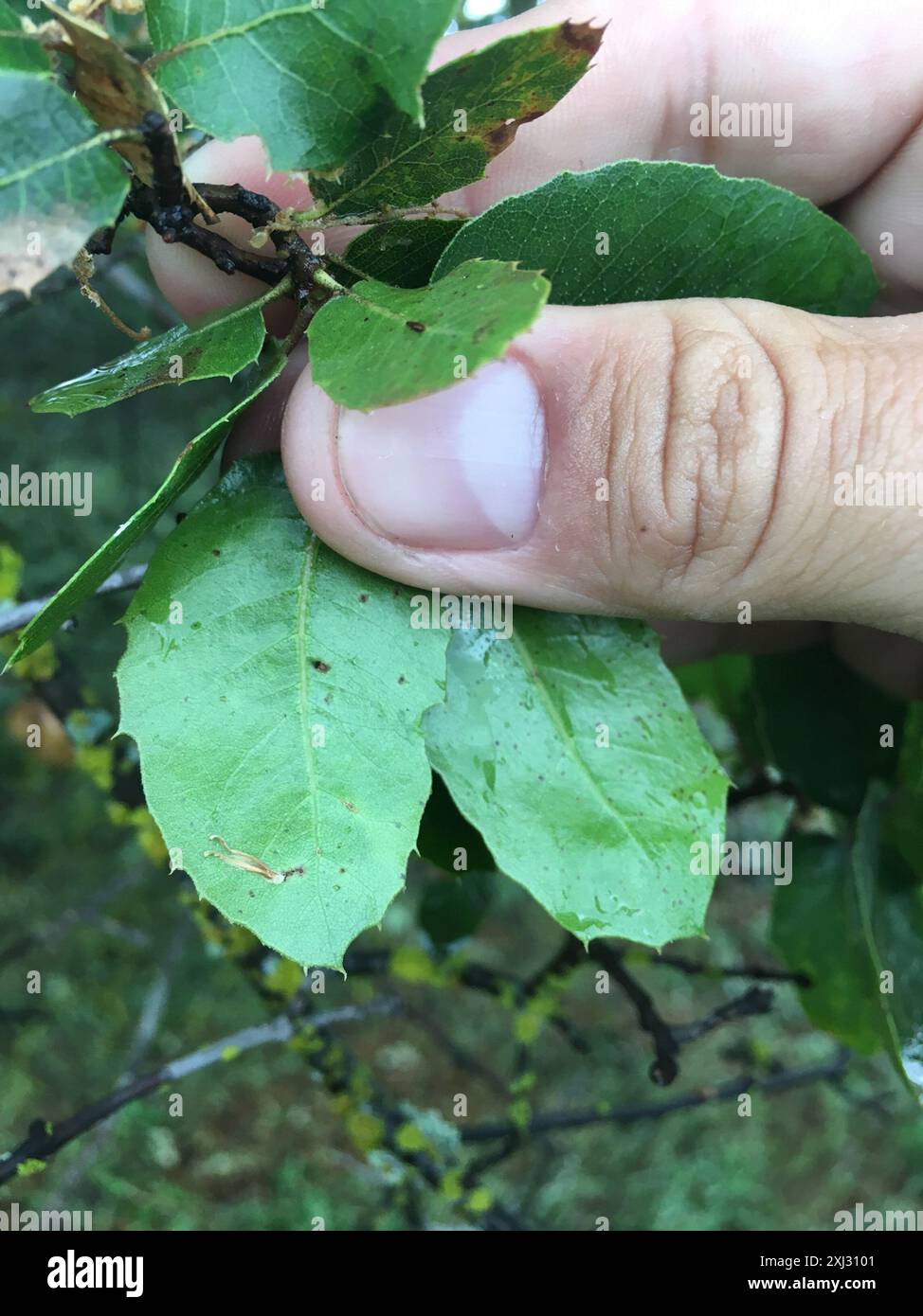 interior live oak (Quercus wislizeni) Plantae Stock Photo - Alamy