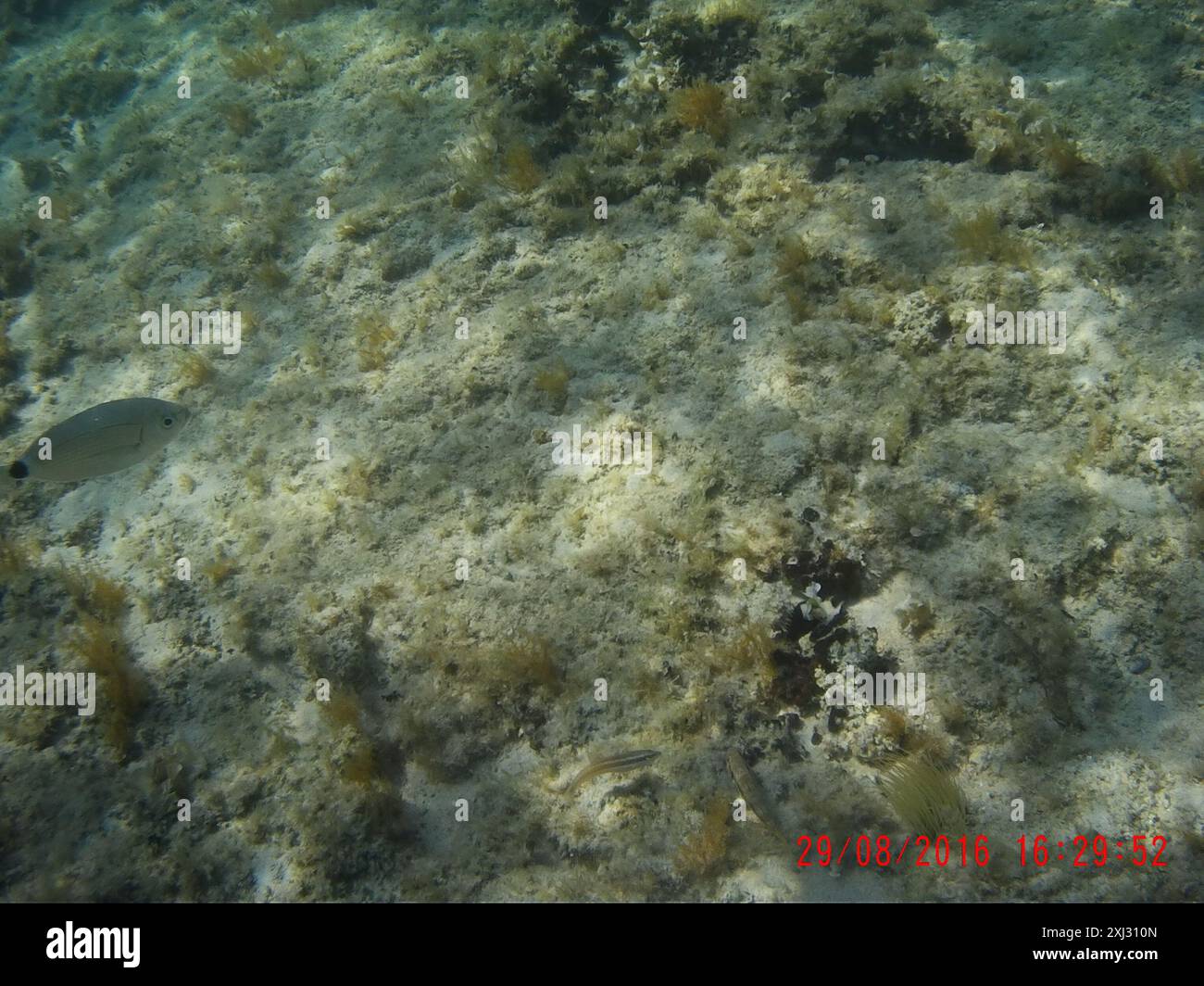 Saddled Seabream (Oblada melanurus) Actinopterygii Stock Photo - Alamy