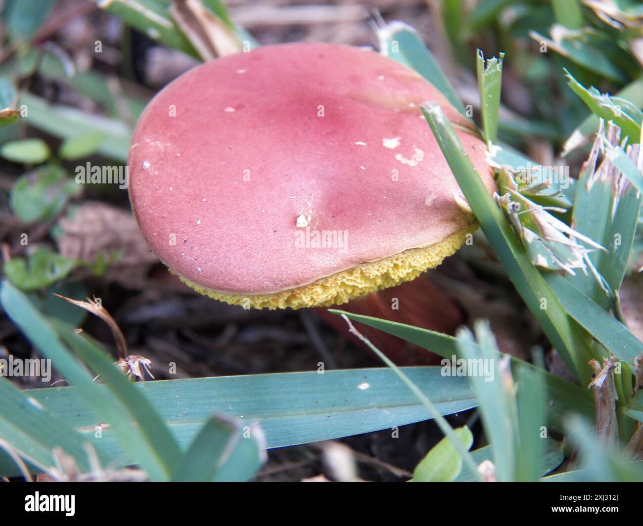 boletes (Boletaceae) Fungi Stock Photo - Alamy