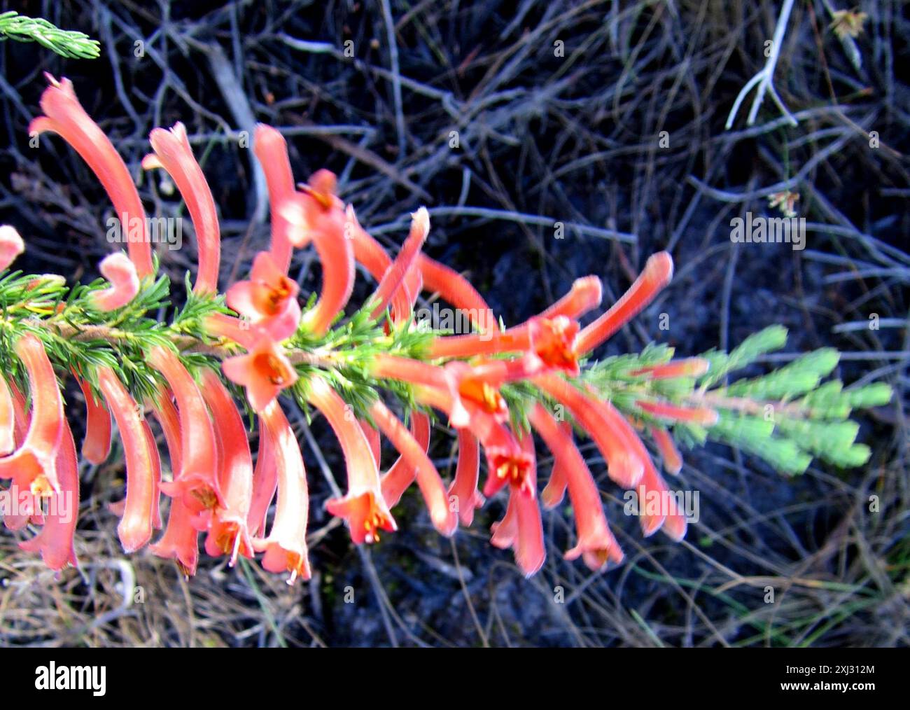 Common Water Heath (Erica curviflora curviflora) Plantae Stock Photo ...