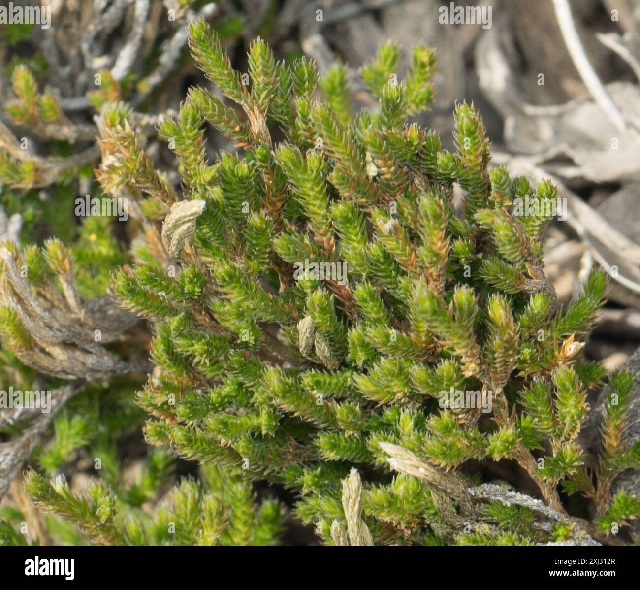 spikemosses (Selaginella) Plantae Stock Photo - Alamy