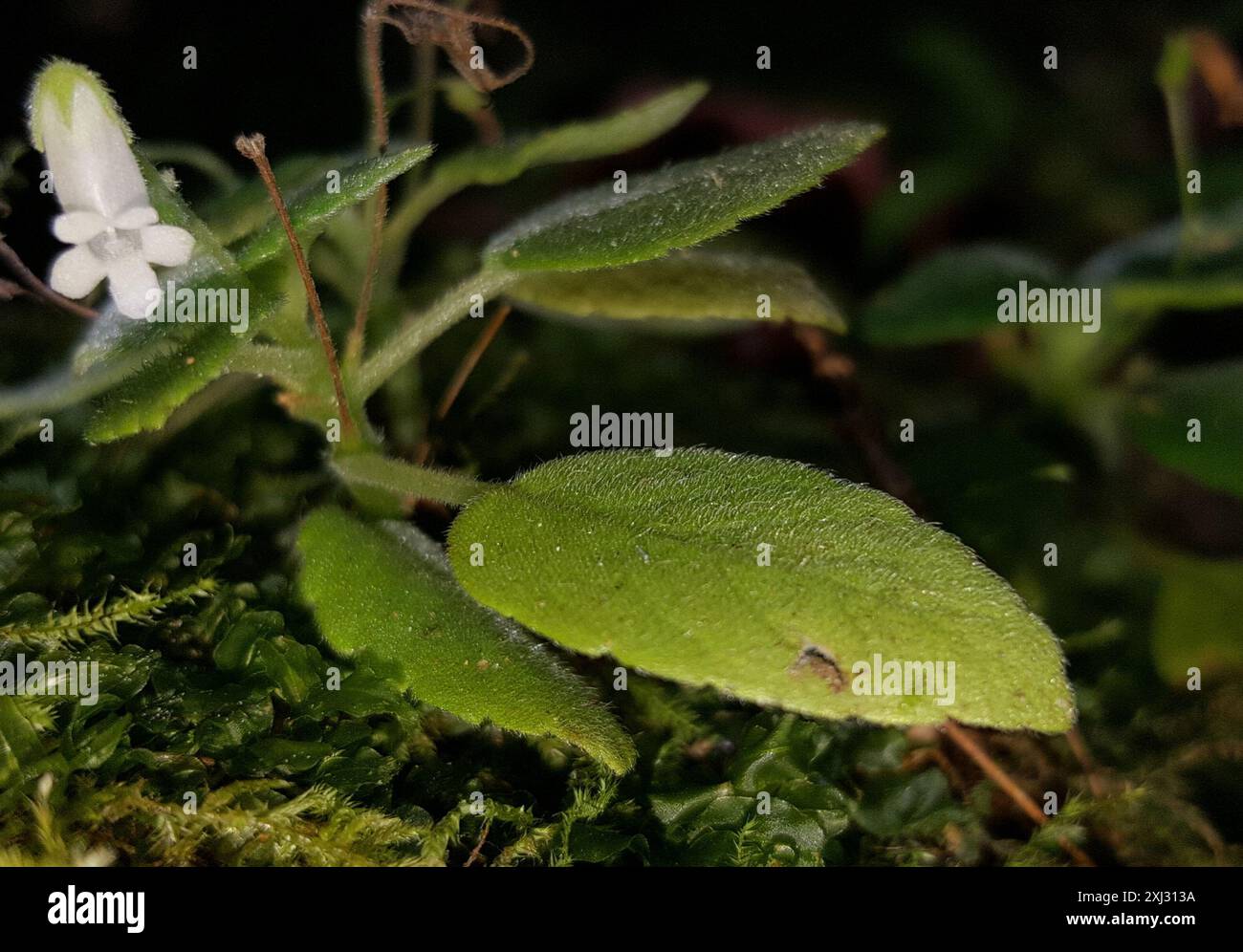 African Primrose (Streptocarpus) Plantae Stock Photo - Alamy
