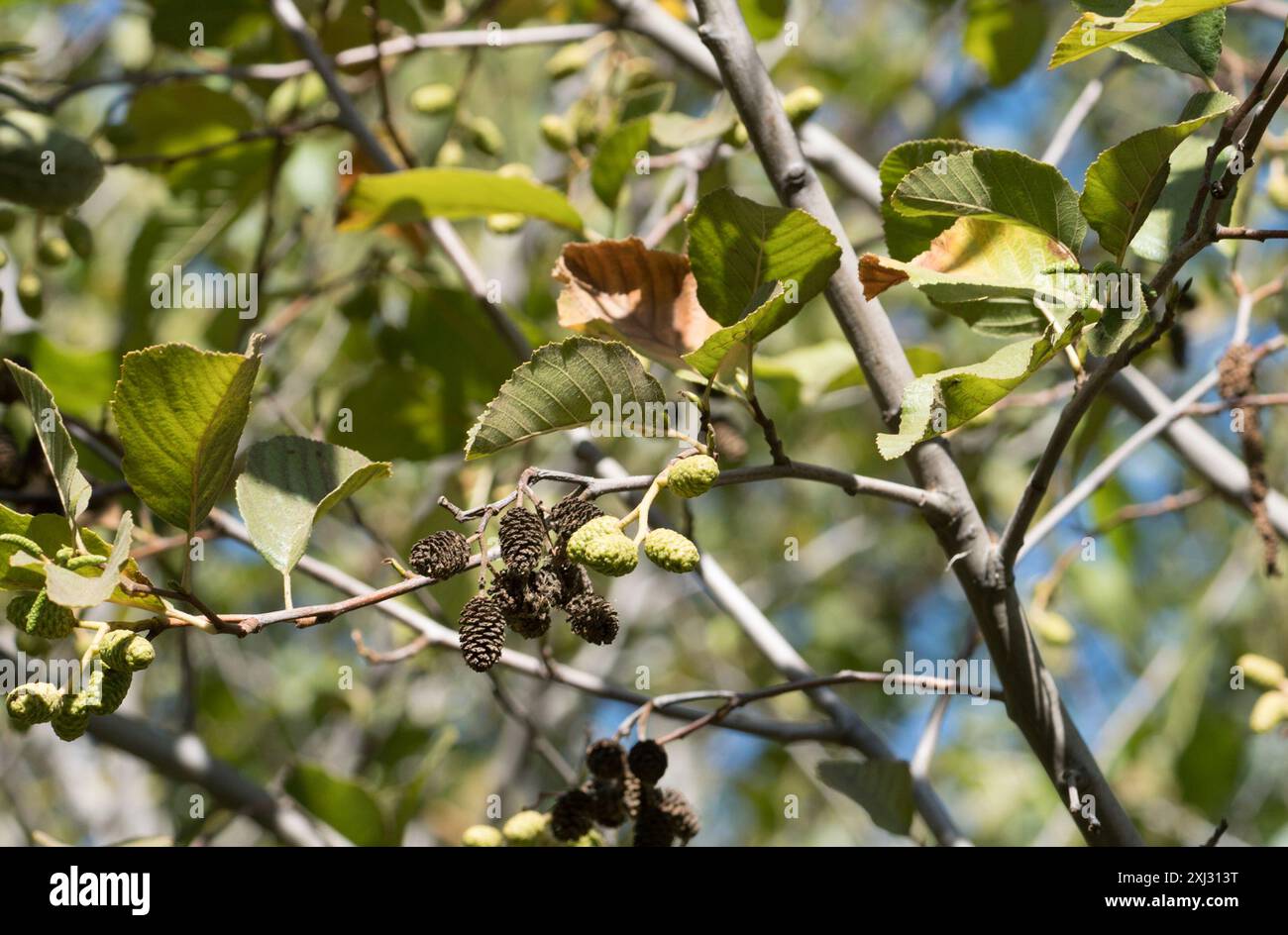 white alder (Alnus rhombifolia) Plantae Stock Photo - Alamy