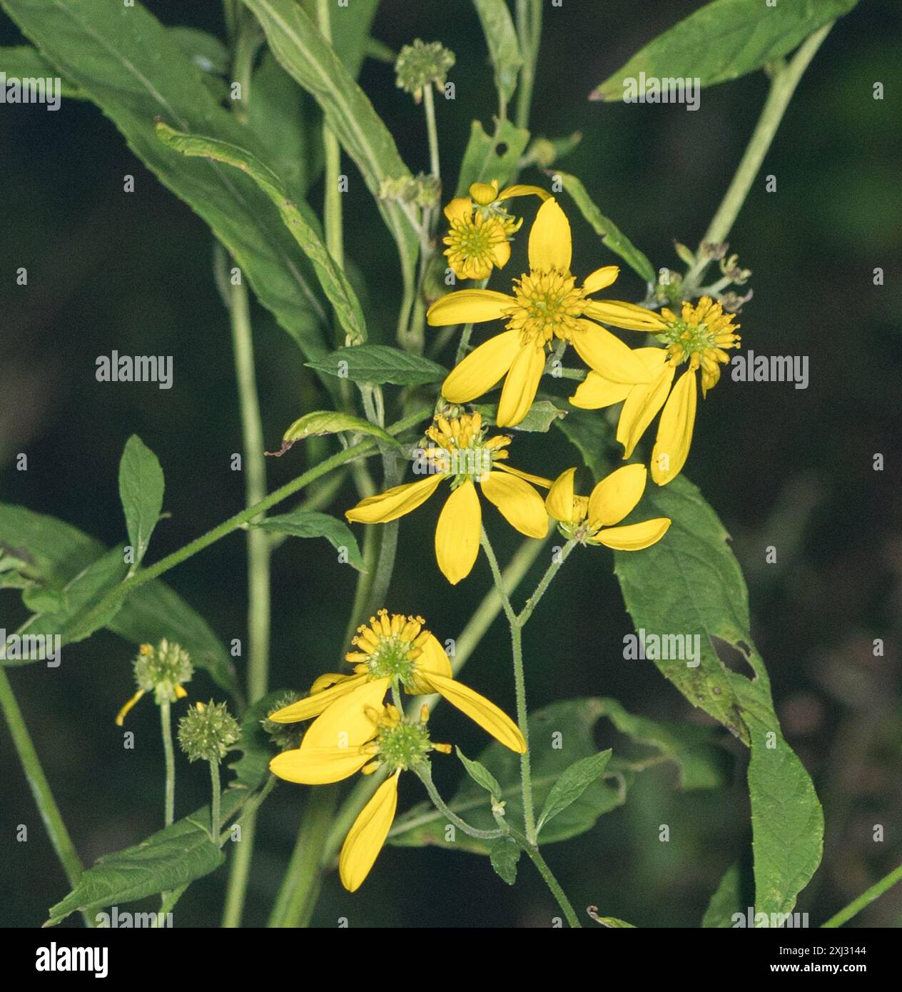 Wingstem (Verbesina alternifolia) Plantae Stock Photo - Alamy