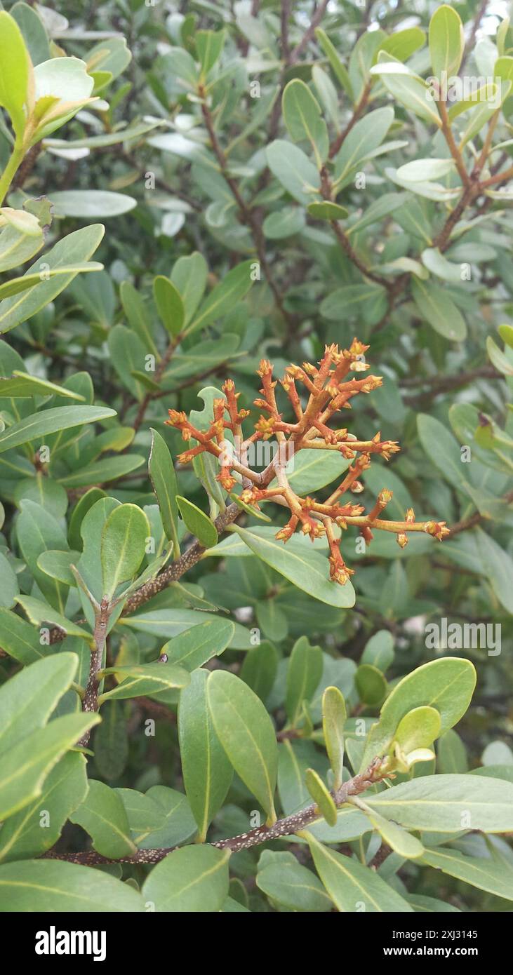 (Asteropeia densiflora) Plantae Stock Photo - Alamy