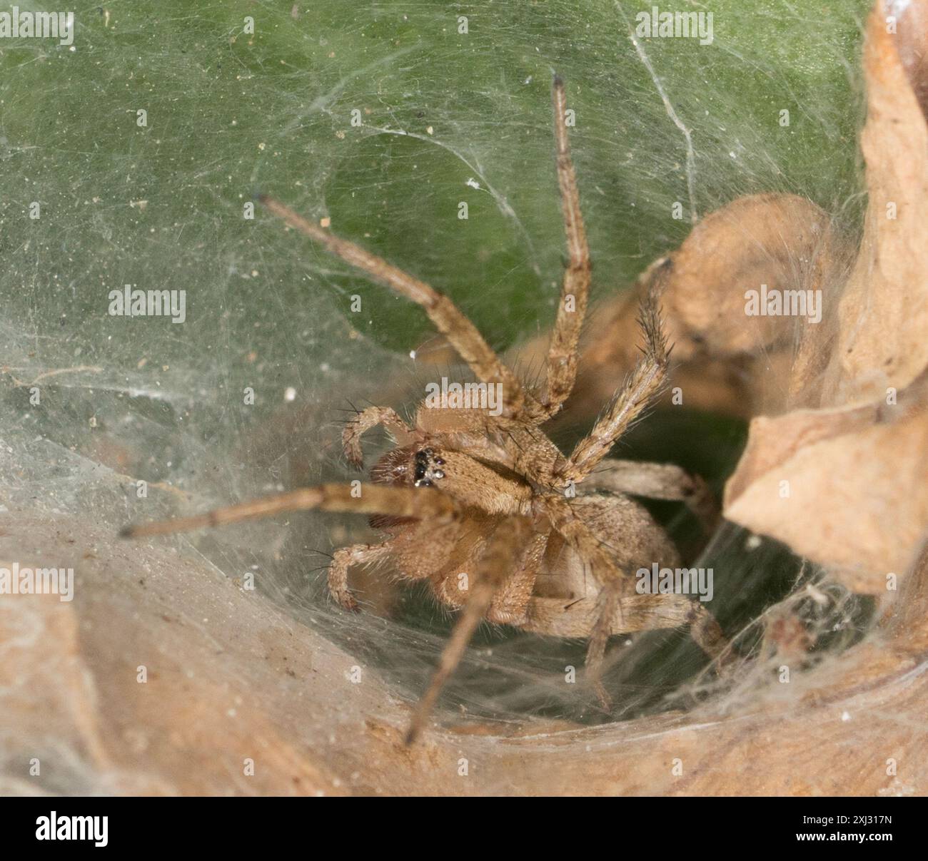 Funnel Weavers (Agelenidae) Arachnida Stock Photo - Alamy