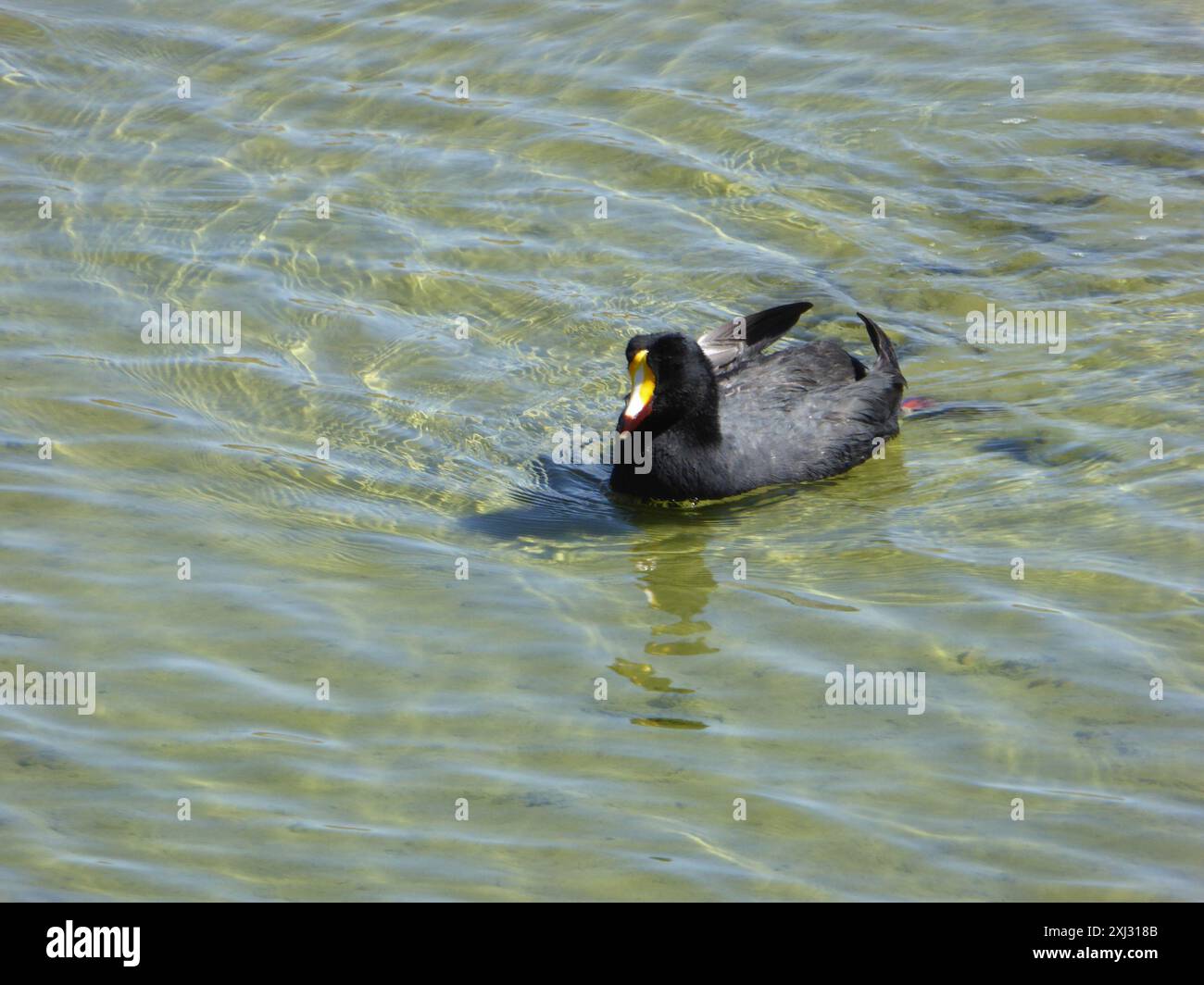 Giant Coot (Fulica gigantea) Aves Stock Photo - Alamy