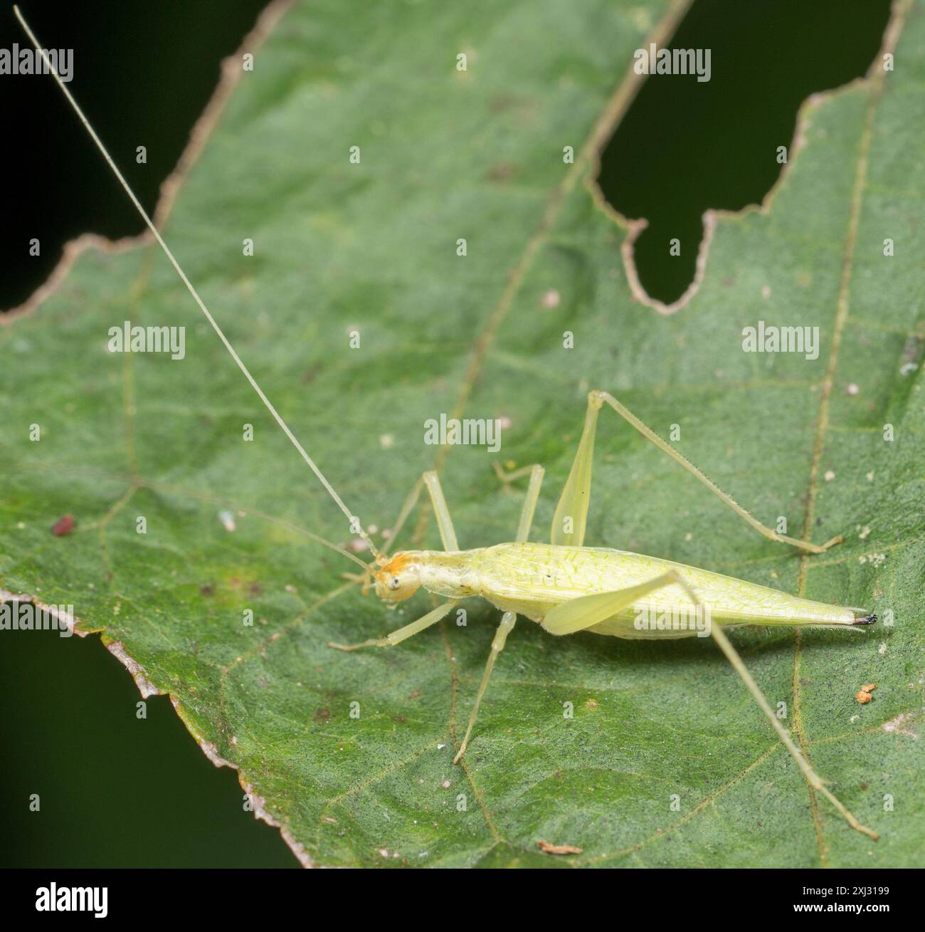 Common Tree Crickets (Oecanthus) Insecta Stock Photo - Alamy