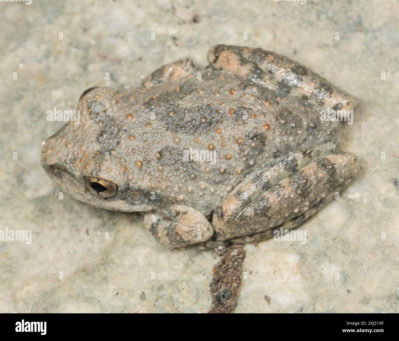 California Tree Frog (Pseudacris cadaverina) Amphibia Stock Photo - Alamy