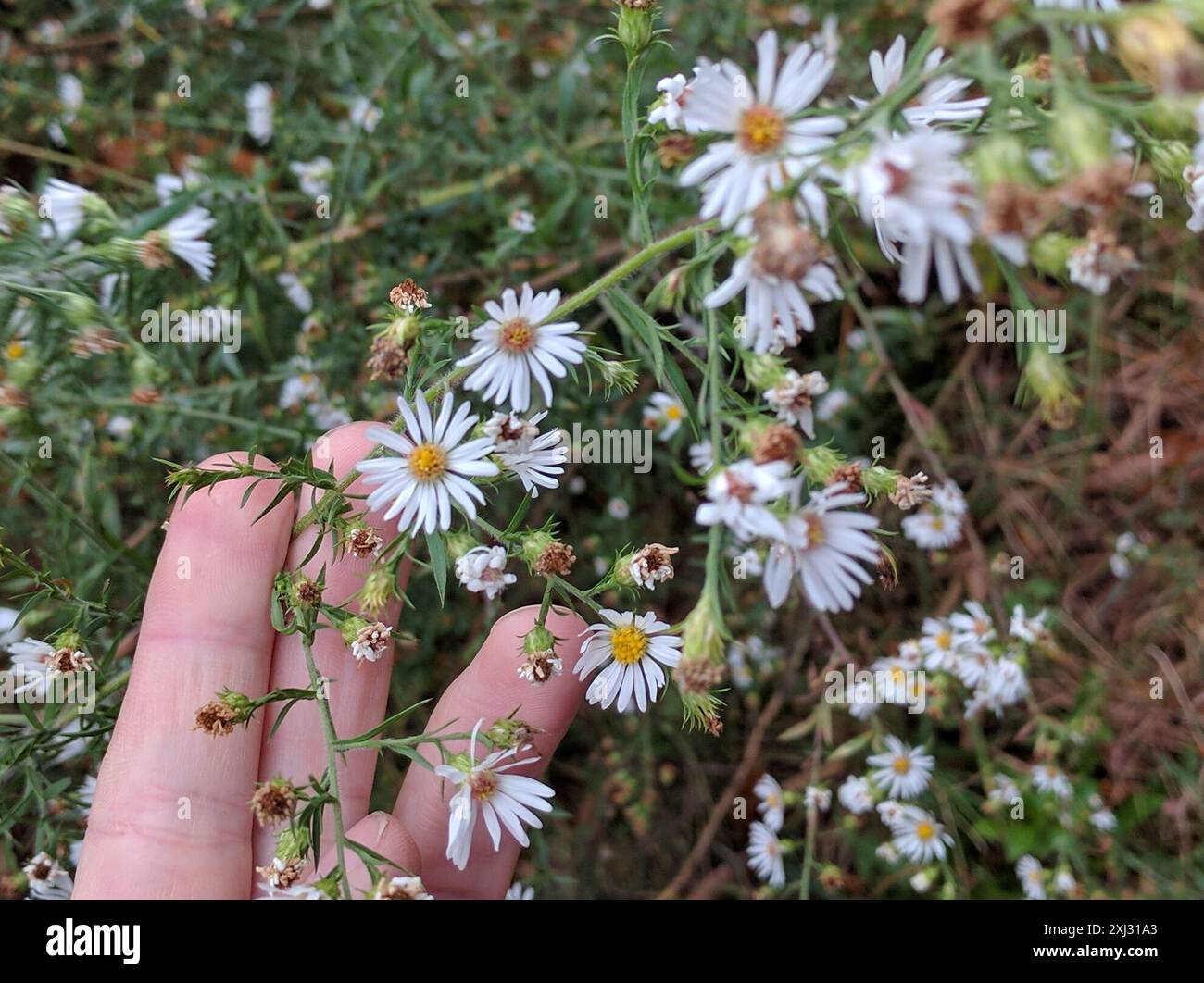 American asters (Symphyotrichum) Plantae Stock Photo - Alamy