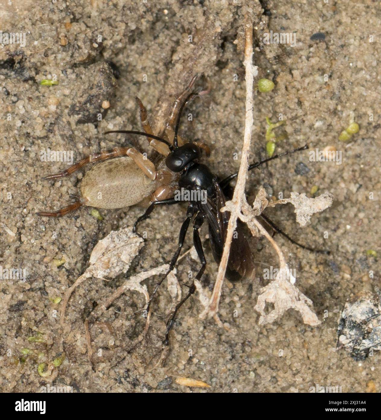 Spider Wasps (Pompilidae) Insecta Stock Photo - Alamy