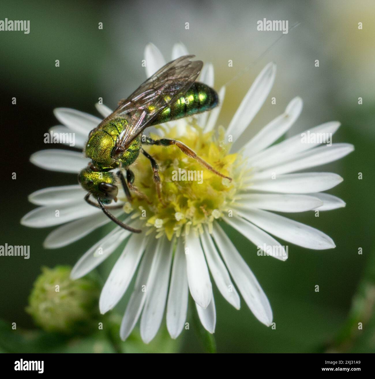 Augochlora pure hi-res stock photography and images - Alamy