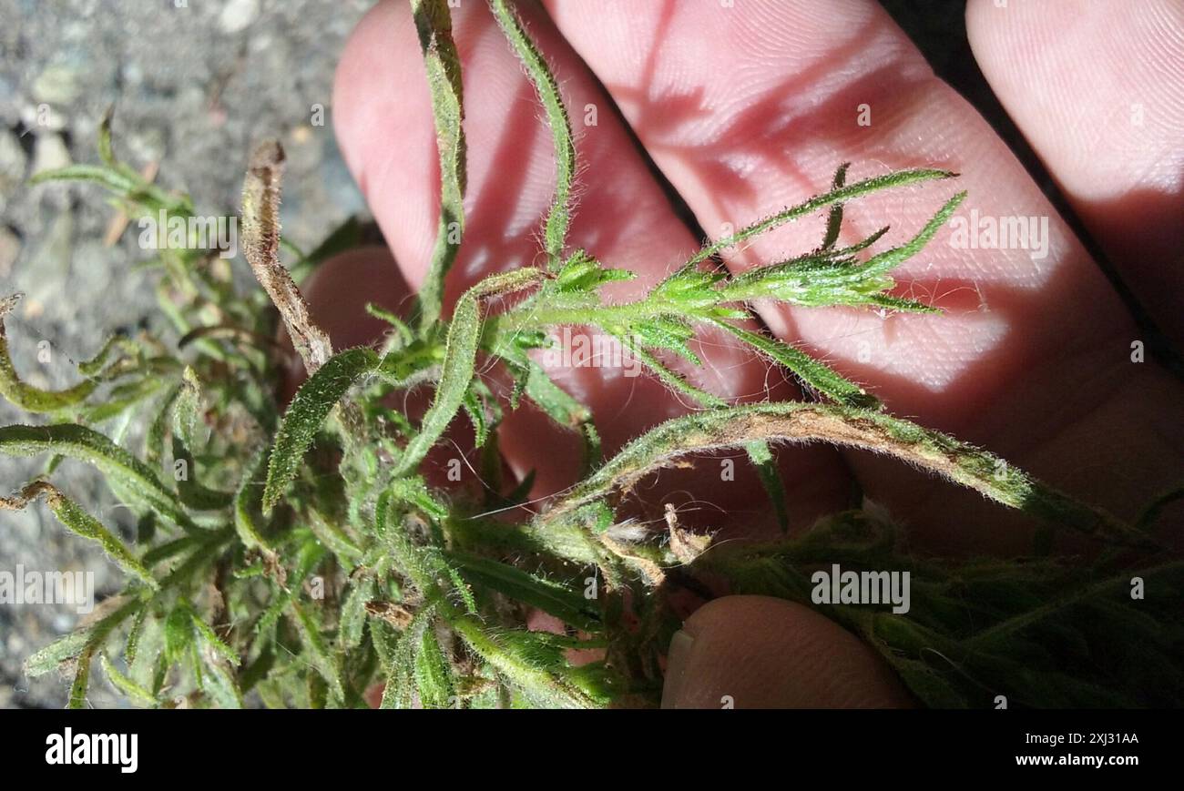 Stinkwort (Dittrichia graveolens) Plantae Stock Photo - Alamy