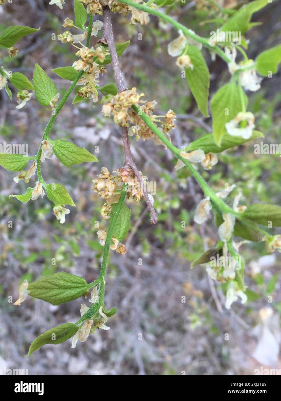 netleaf hackberry (Celtis reticulata) Plantae Stock Photo - Alamy