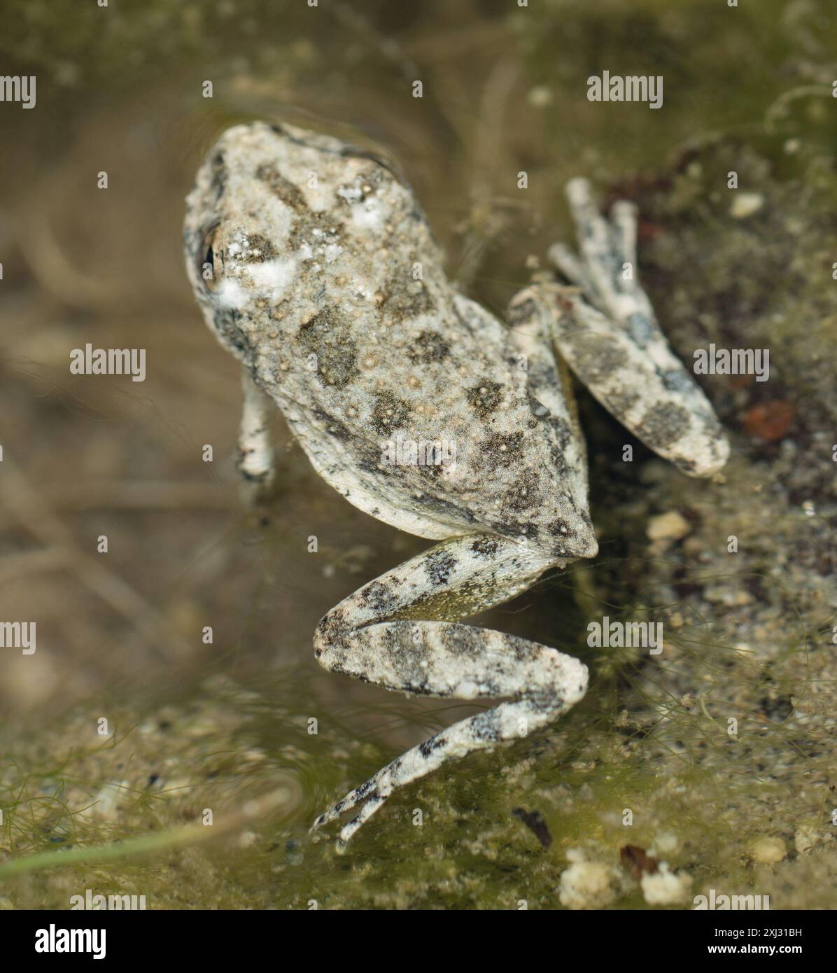 California Tree Frog (Pseudacris cadaverina) Amphibia Stock Photo - Alamy