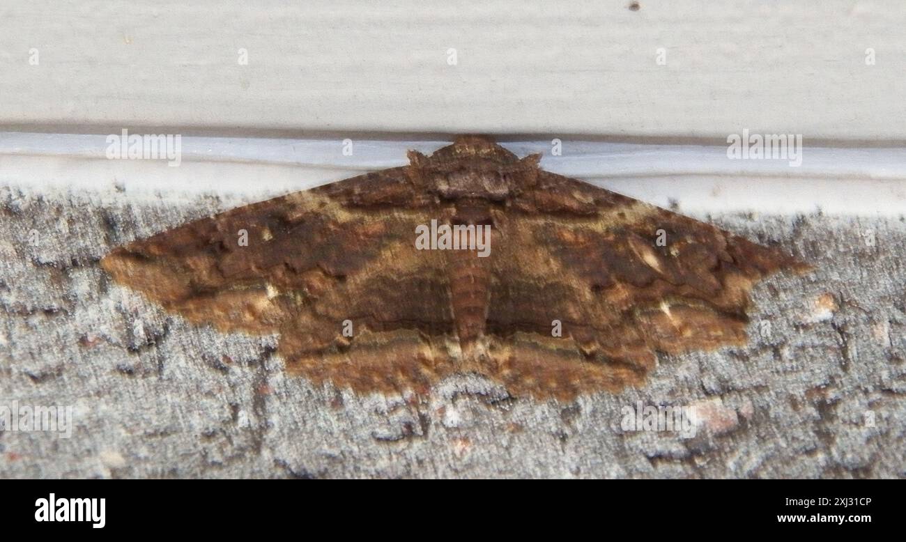 Lunate Zale Moth (Zale lunata) Insecta Stock Photo - Alamy