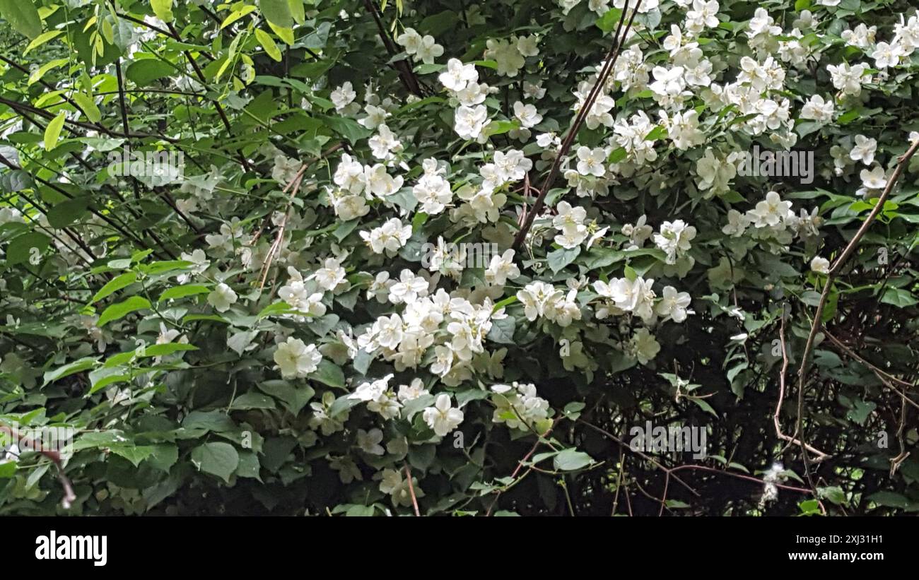 Scentless Mock Orange (Philadelphus inodorus) Plantae Stock Photo - Alamy