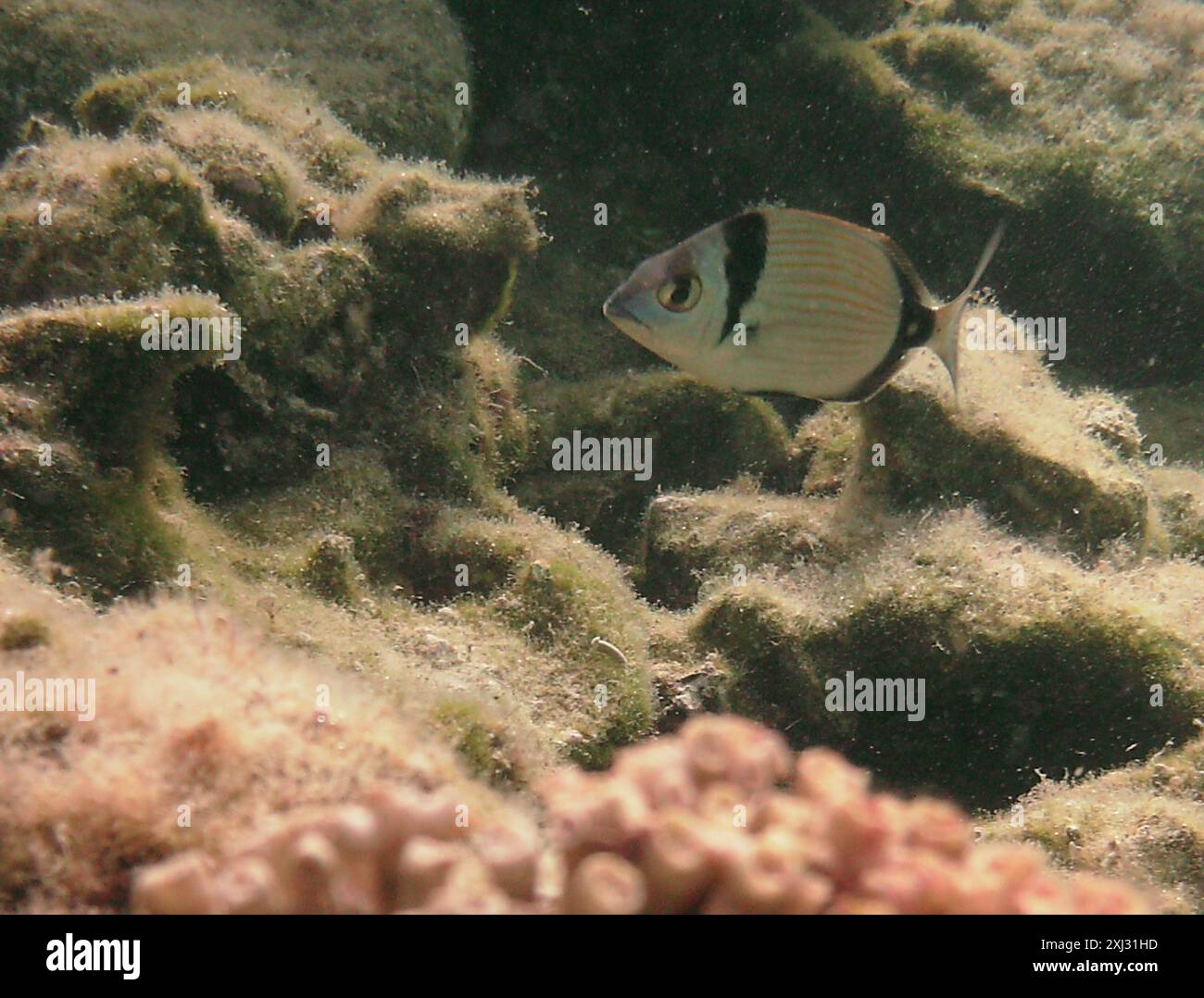 Common Two-banded Seabream (Diplodus vulgaris) Actinopterygii Stock ...