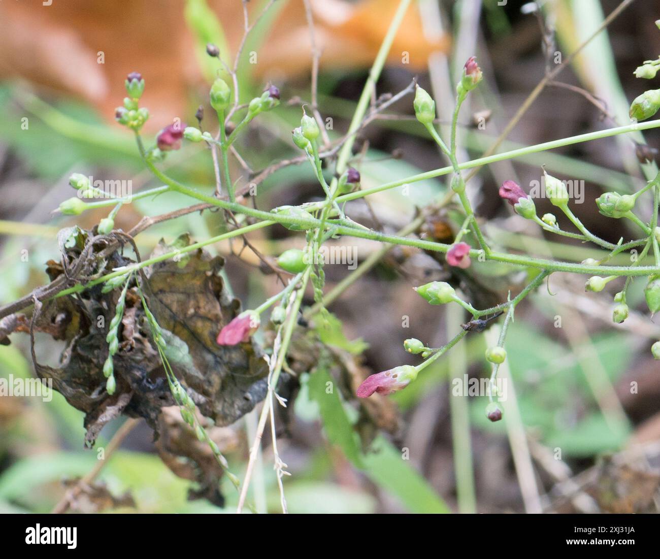 California beeplant (Scrophularia californica) Plantae Stock Photo - Alamy