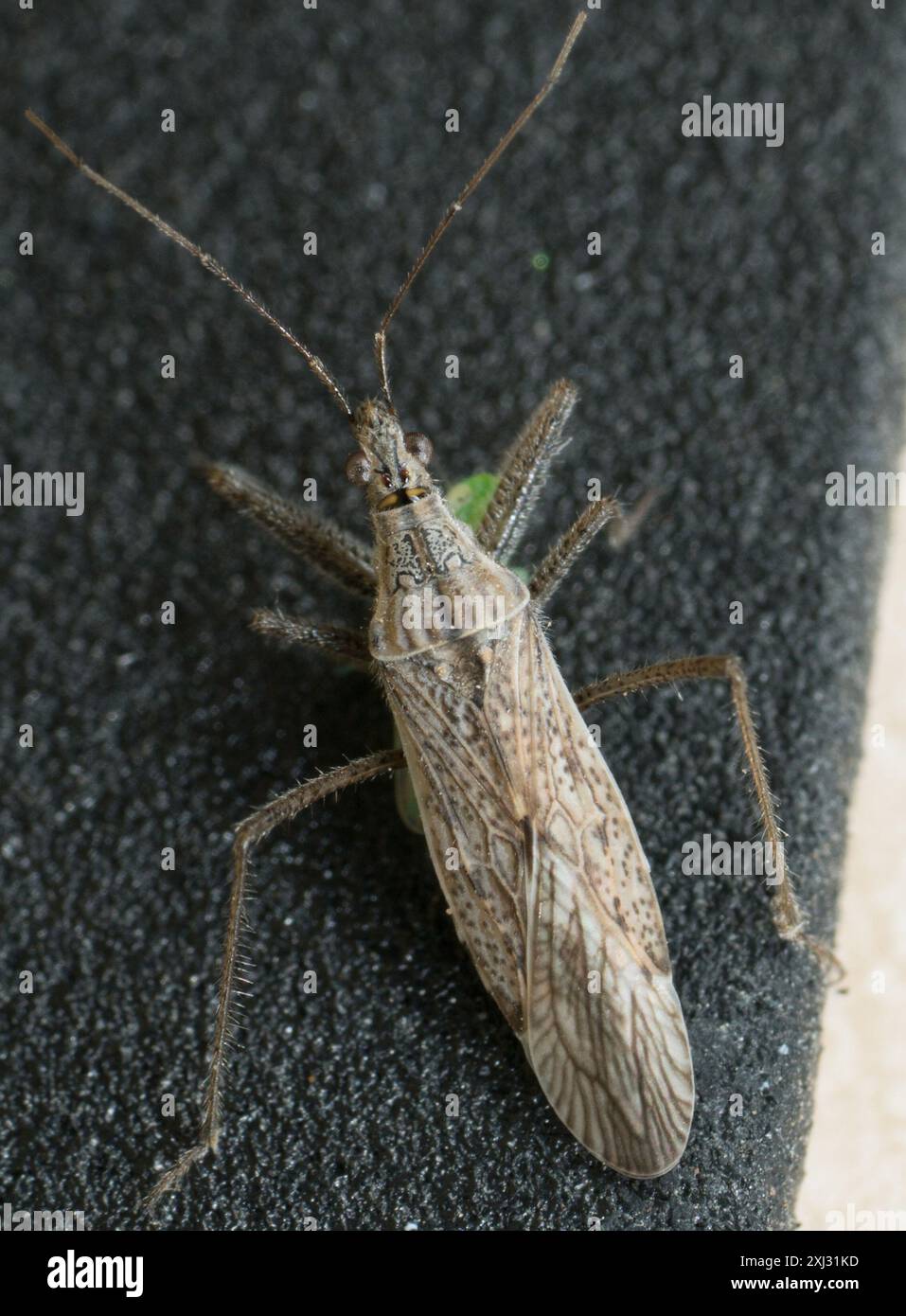 Common Damsel Bug (Nabis americoferus) Insecta Stock Photo - Alamy