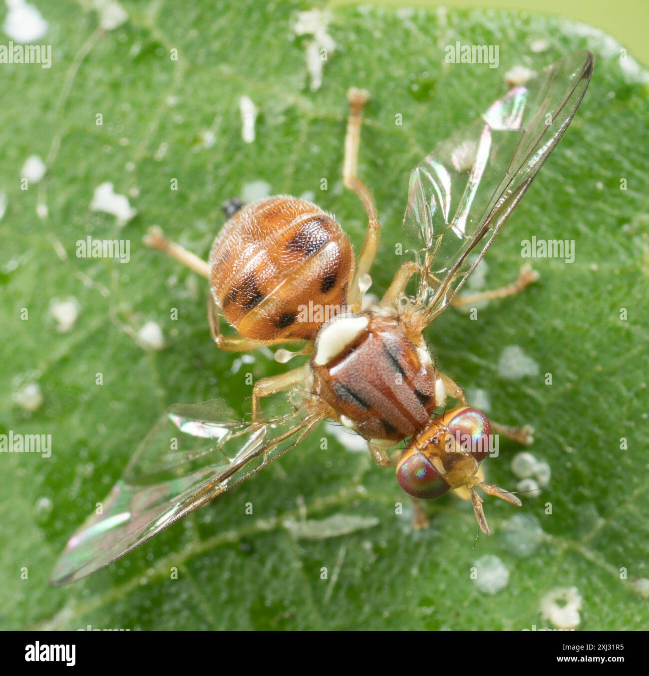 olive fruit fly (Bactrocera oleae) Insecta Stock Photo - Alamy