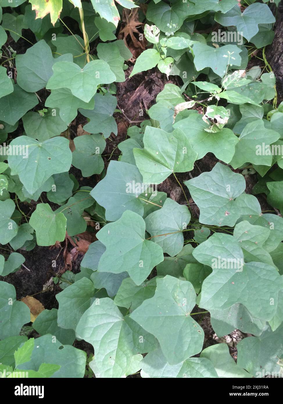 moonseed (Menispermum canadense) Plantae Stock Photo - Alamy