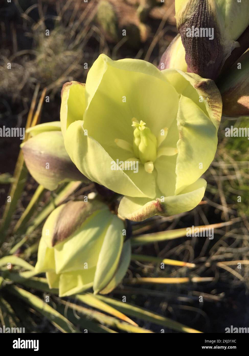 Dwarf Yucca (Yucca harrimaniae) Plantae Stock Photo - Alamy