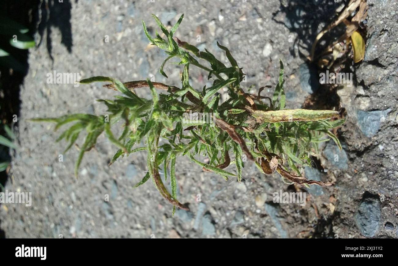 Stinkwort (Dittrichia graveolens) Plantae Stock Photo - Alamy