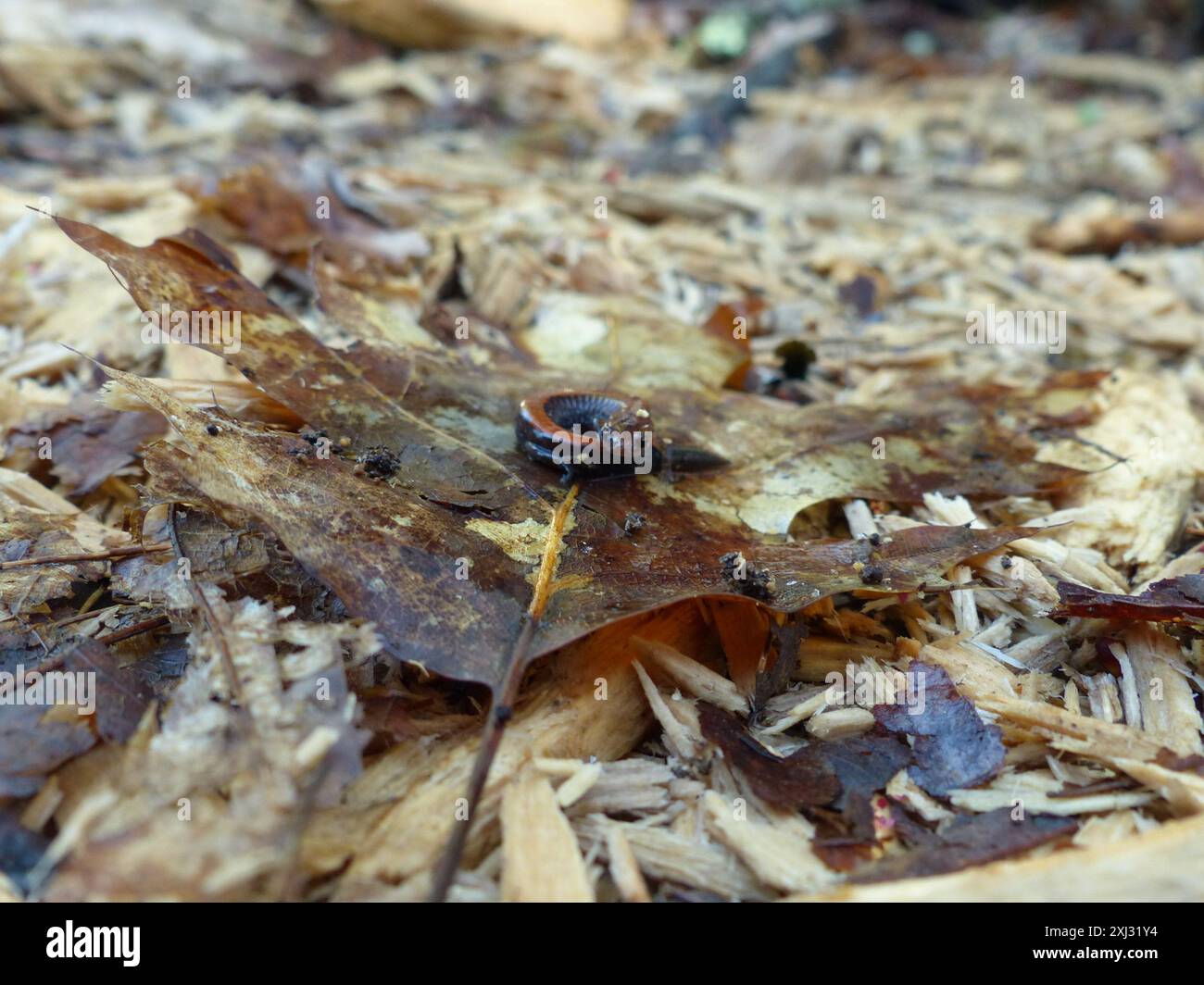 Southern Red-backed Salamander (Plethodon serratus) Amphibia Stock ...