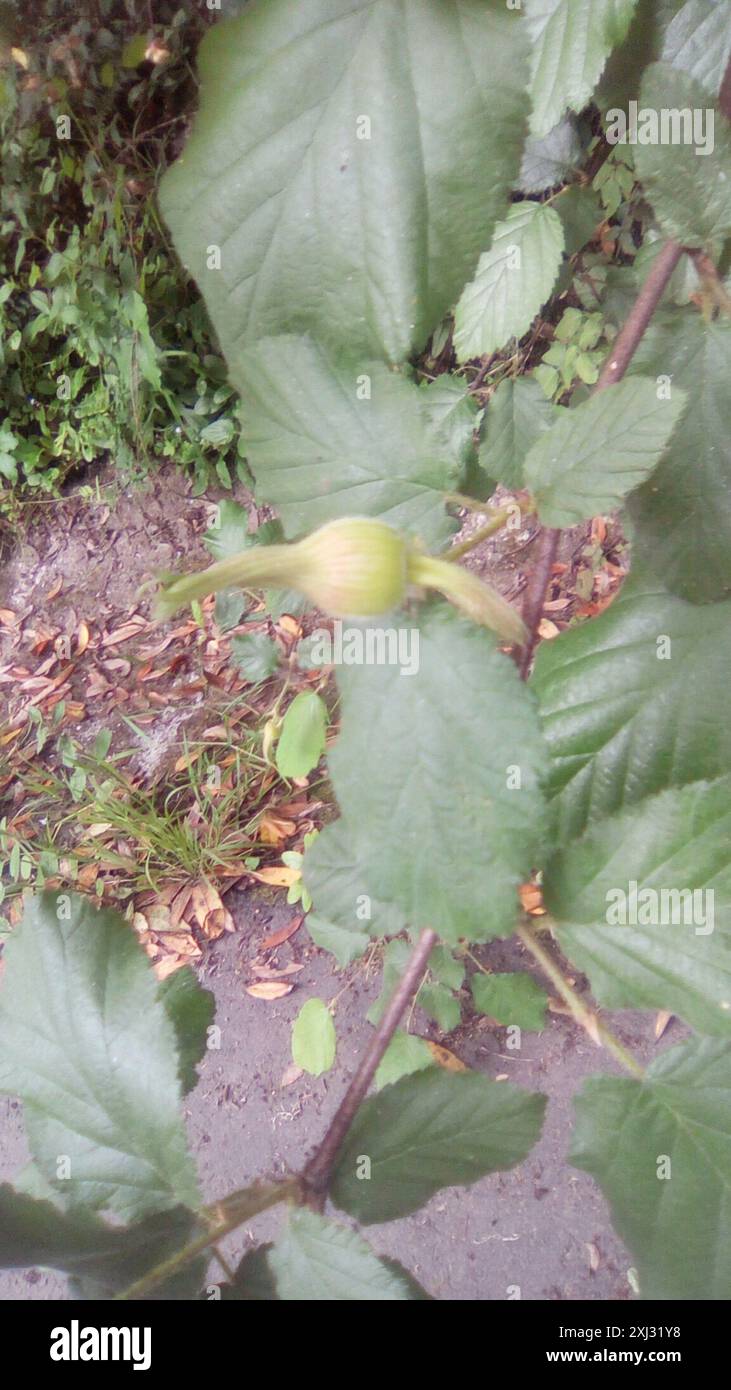 California hazelnut (Corylus cornuta californica) Plantae Stock Photo ...