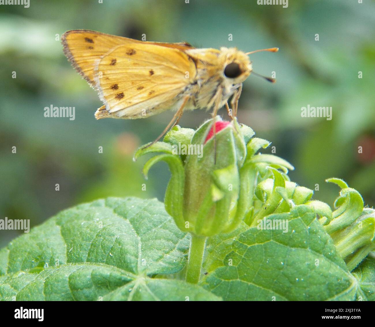 Fiery Skipper (Hylephila phyleus) Insecta Stock Photo - Alamy