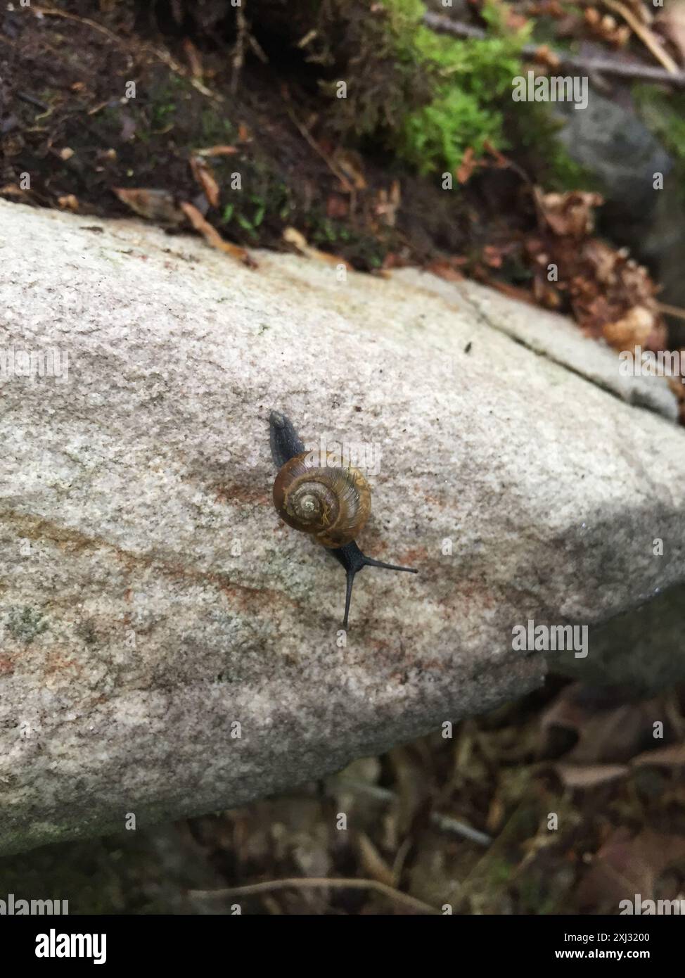 Smooth Button Snail (Mesomphix perlaevis) Mollusca Stock Photo - Alamy