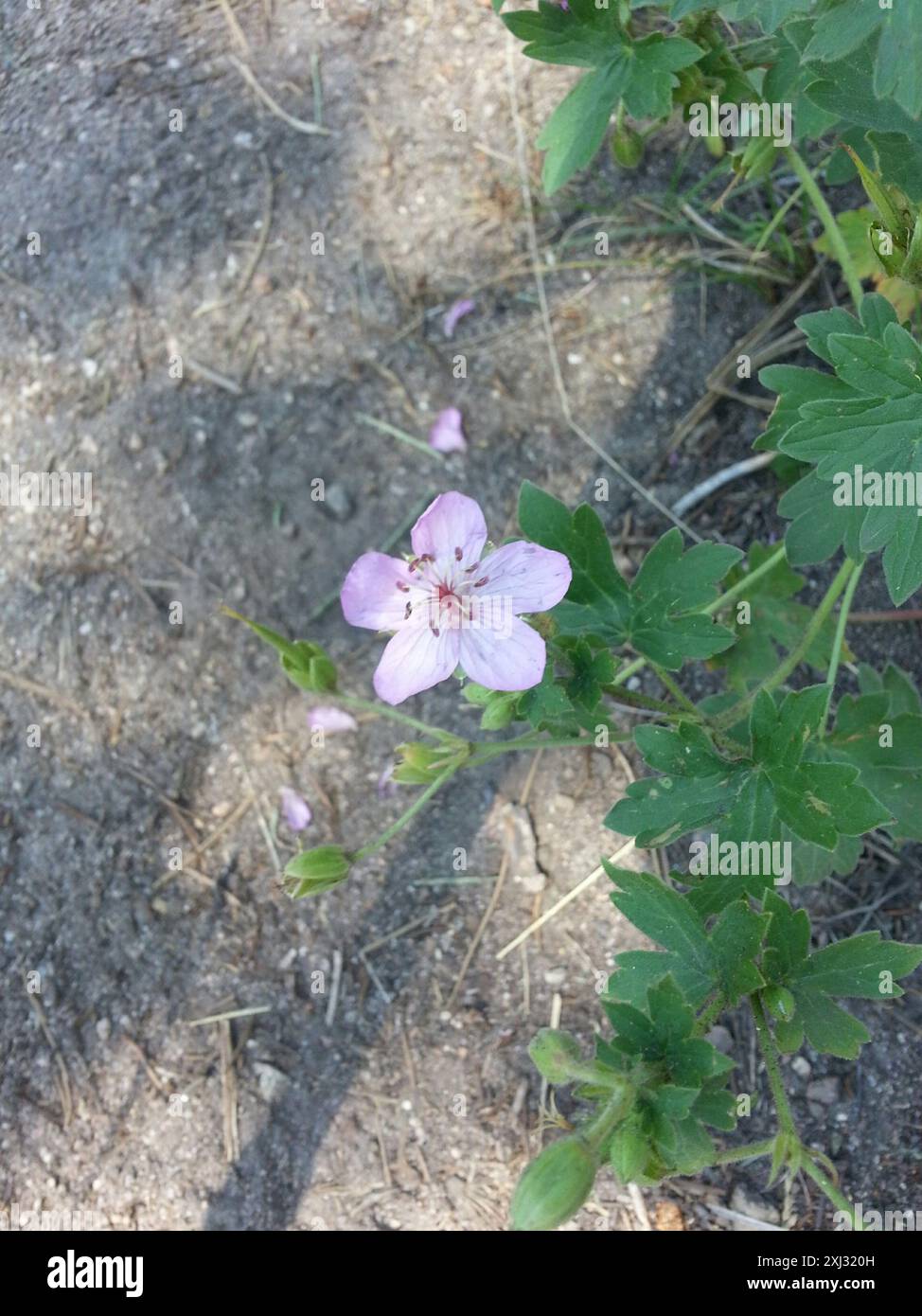 pinewoods geranium (Geranium caespitosum) Plantae Stock Photo - Alamy