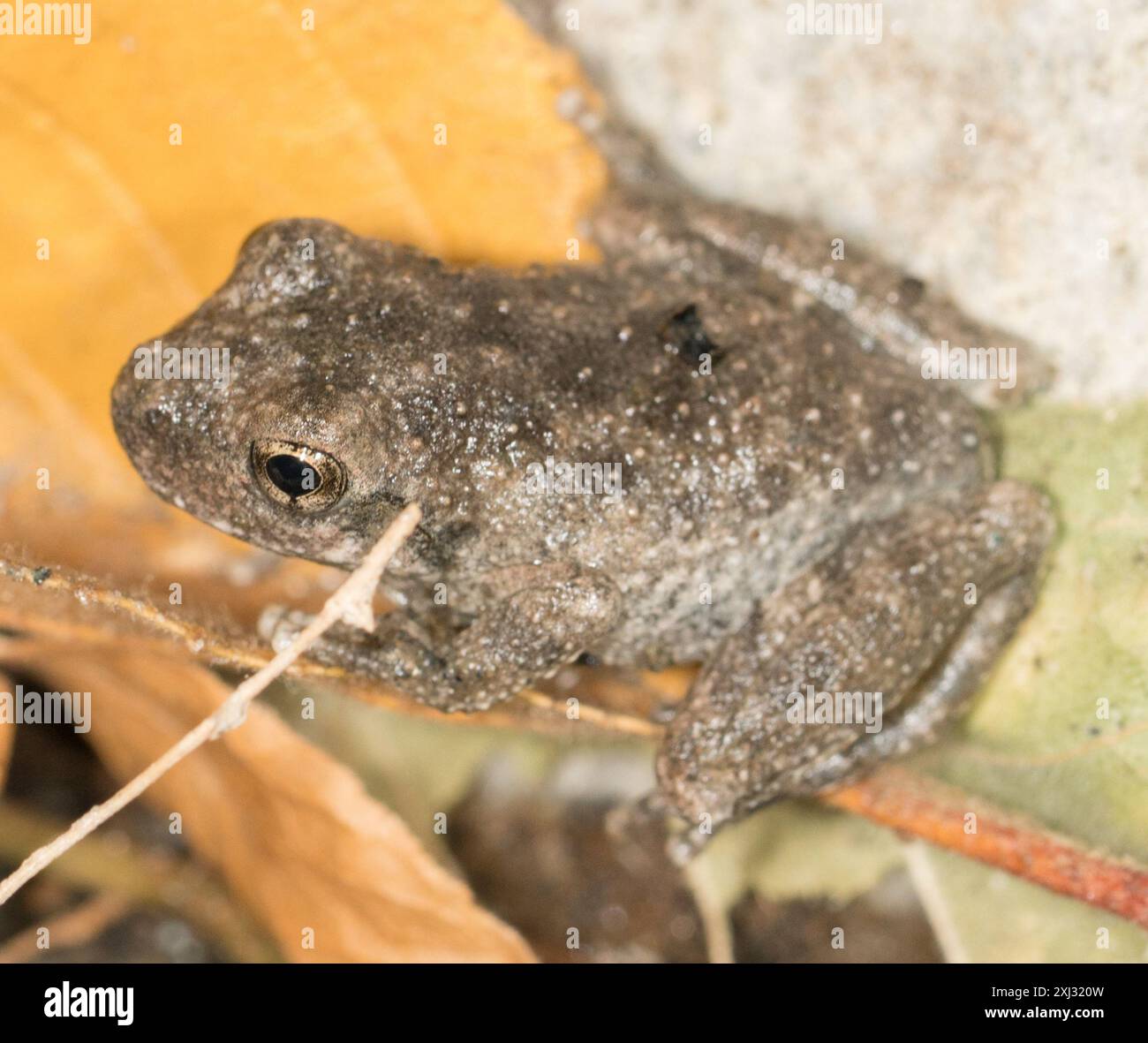 California Tree Frog (Pseudacris cadaverina) Amphibia Stock Photo - Alamy