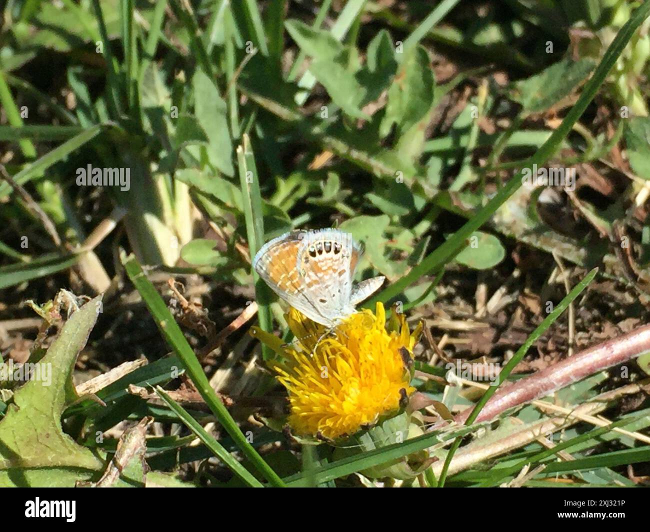 Western Pygmy-Blue (Brephidium exilis) Insecta Stock Photo - Alamy