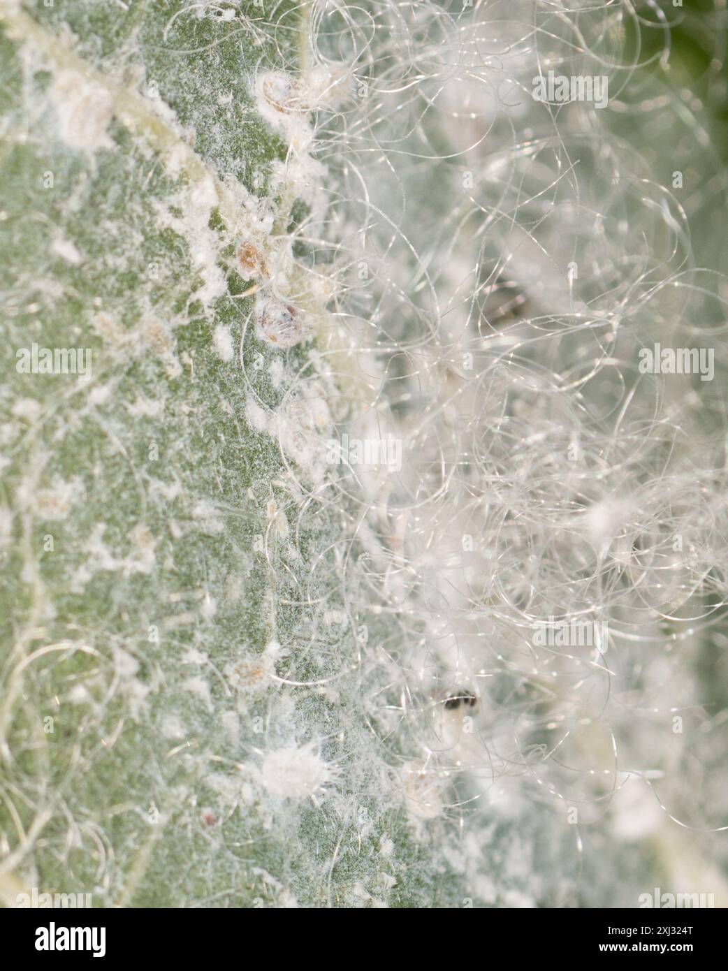 Giant Whitefly (Aleurodicus dugesii) Insecta Stock Photo - Alamy