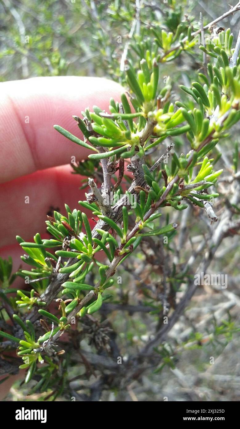chamise (Adenostoma fasciculatum) Plantae Stock Photo - Alamy