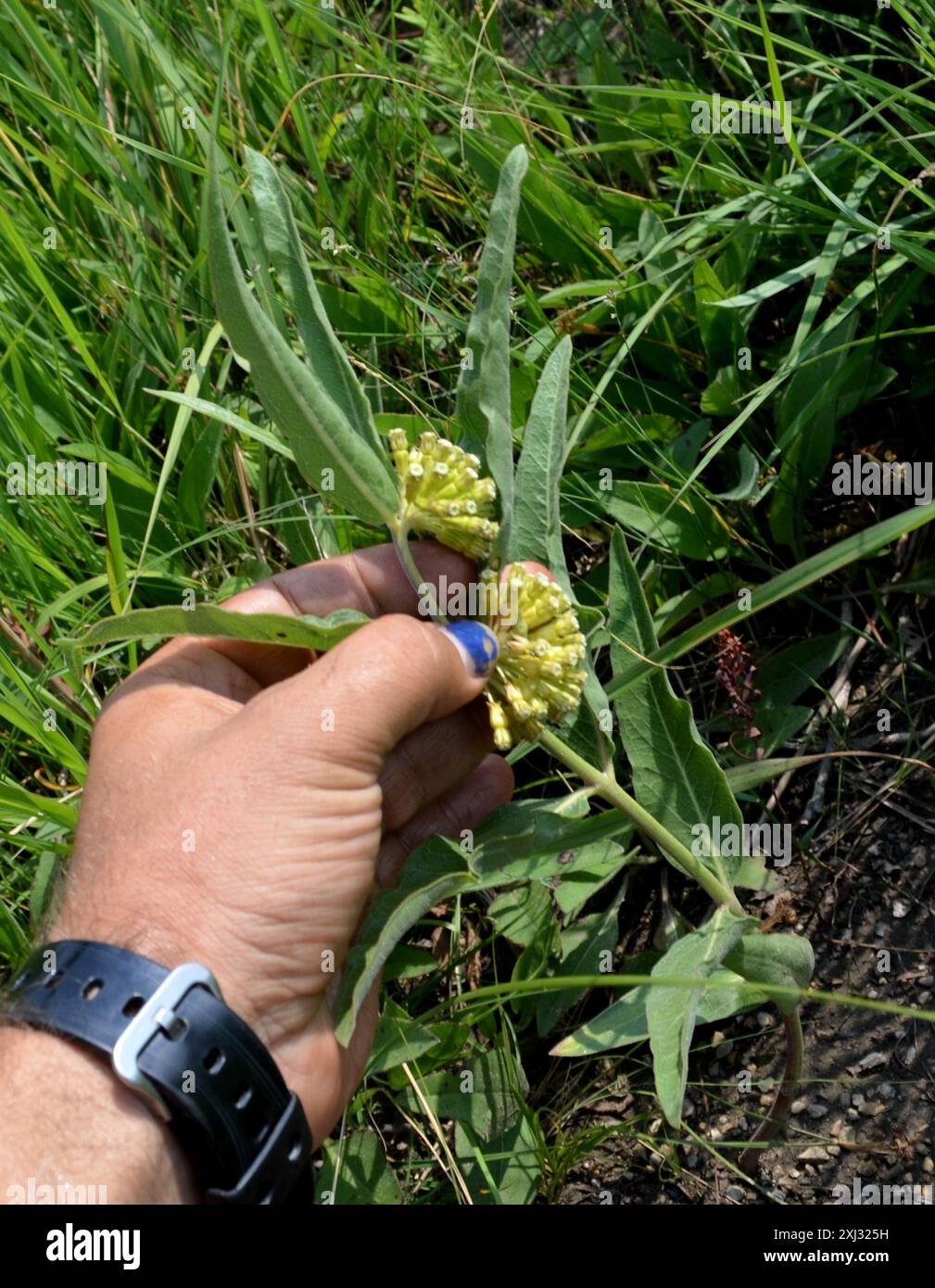 green comet milkweed (Asclepias viridiflora) Plantae Stock Photo - Alamy