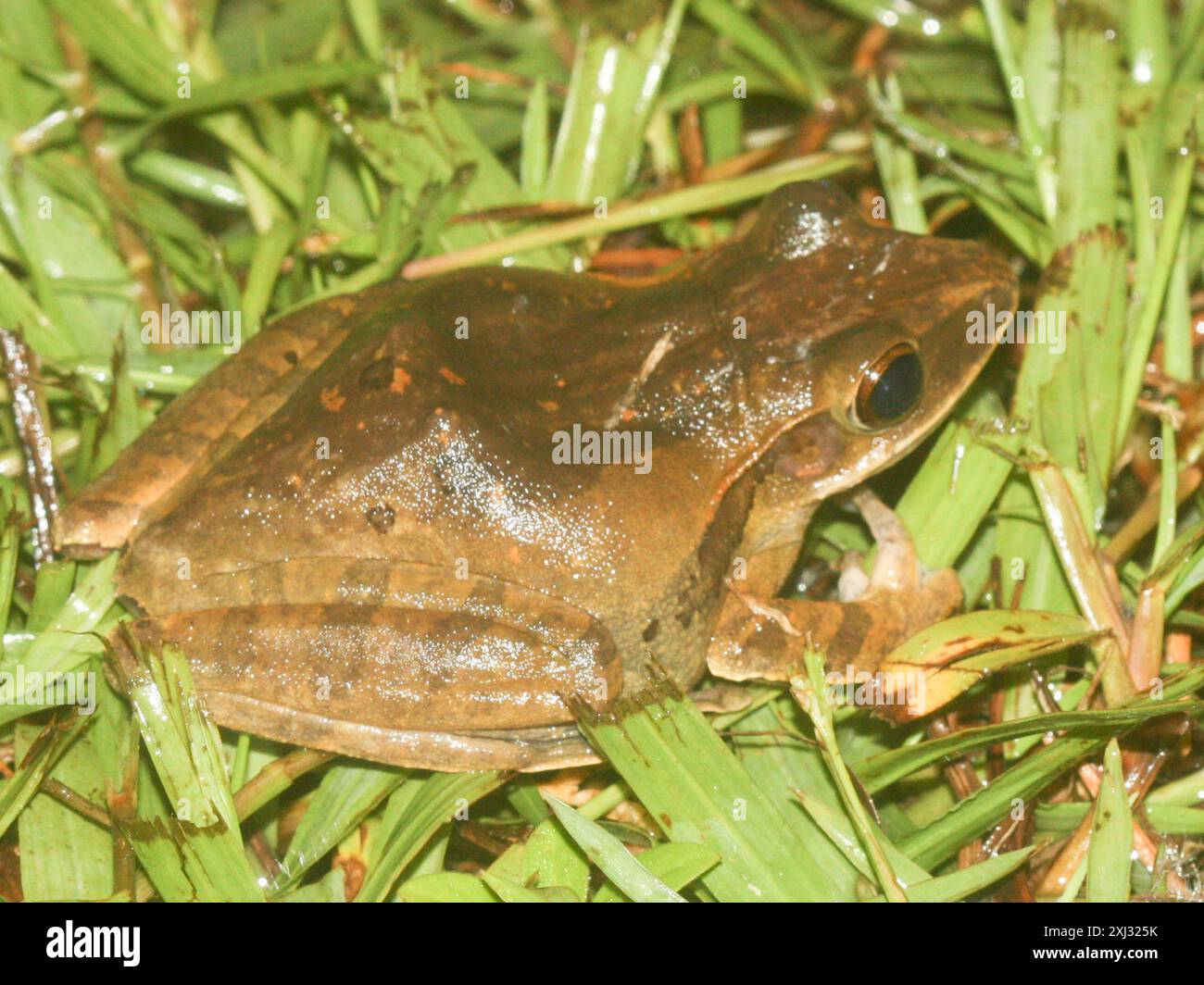 Spot-legged Tree Frog (Polypedates megacephalus) Amphibia Stock Photo ...