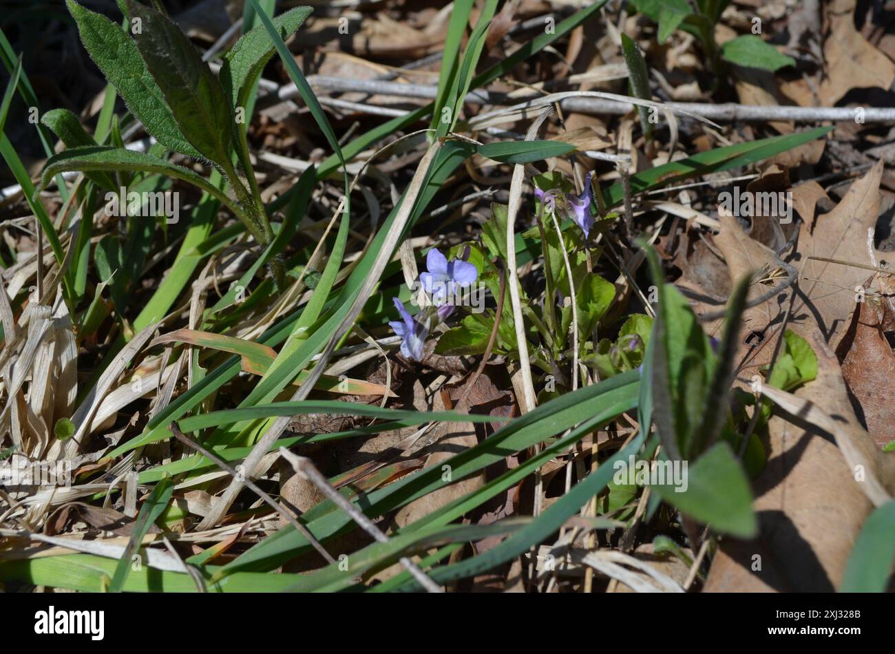 Labrador violet (Viola labradorica) Plantae Stock Photo - Alamy