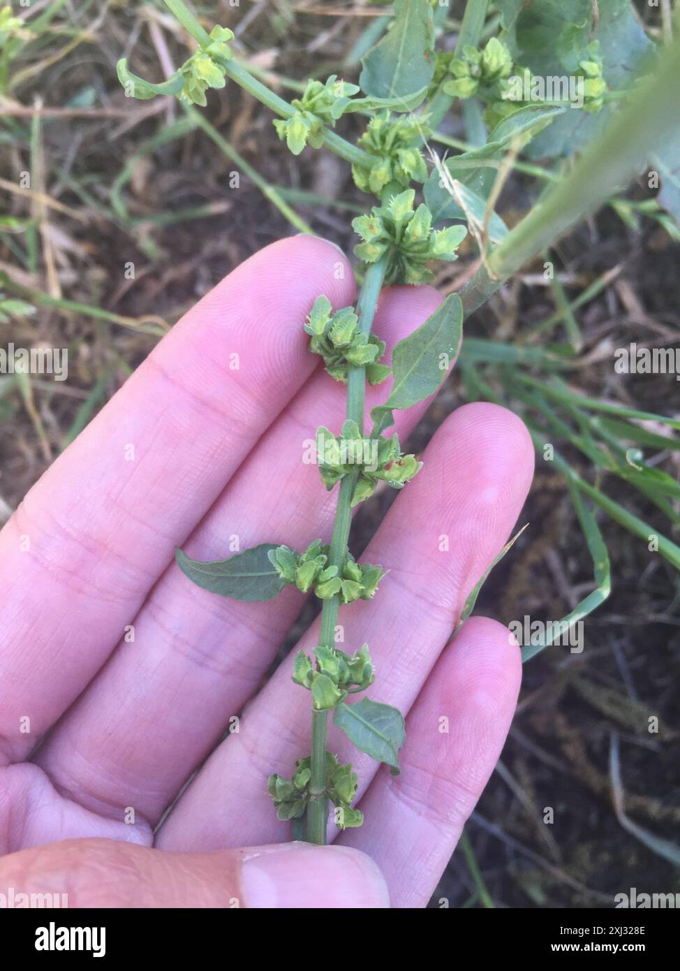 fiddle dock (Rumex pulcher) Plantae Stock Photo - Alamy