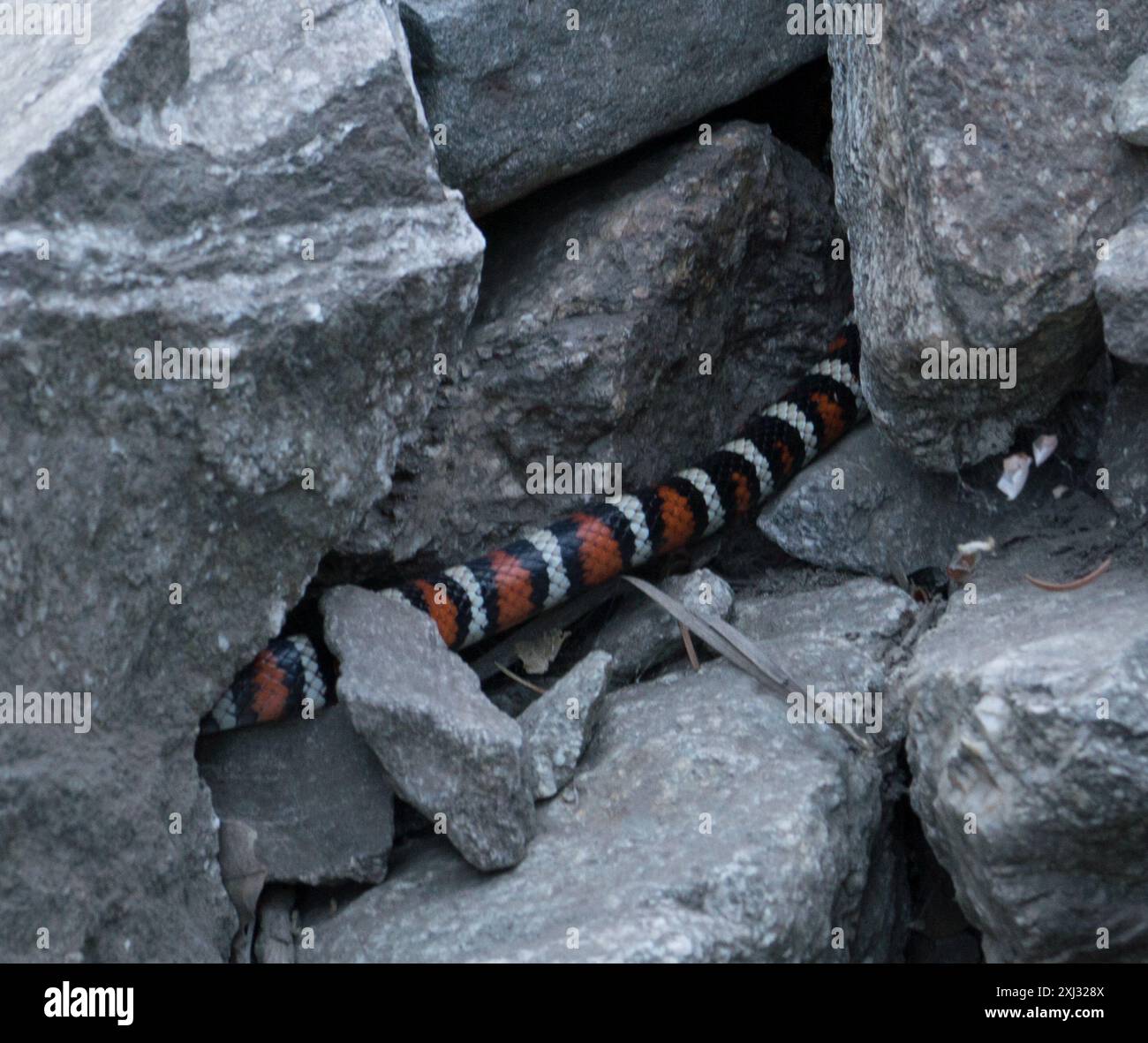 Coast Mountain Kingsnake (Lampropeltis multifasciata) Reptilia Stock ...