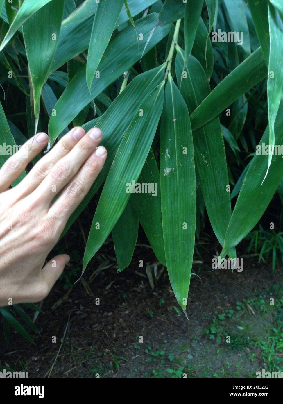 bamboos, canes, and allies (Bambusoideae) Plantae Stock Photo - Alamy