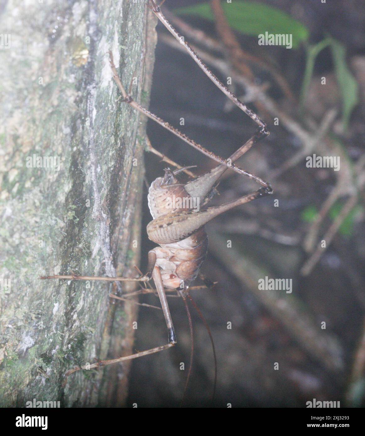 Camel Crickets, Cave Crickets, and Cave Wetas (Rhaphidophoroidea ...