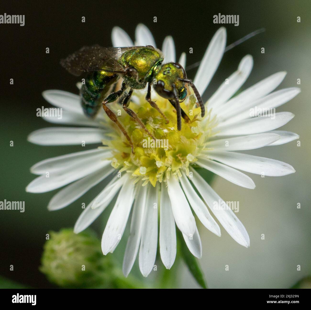 Augochlora pure hi-res stock photography and images - Alamy