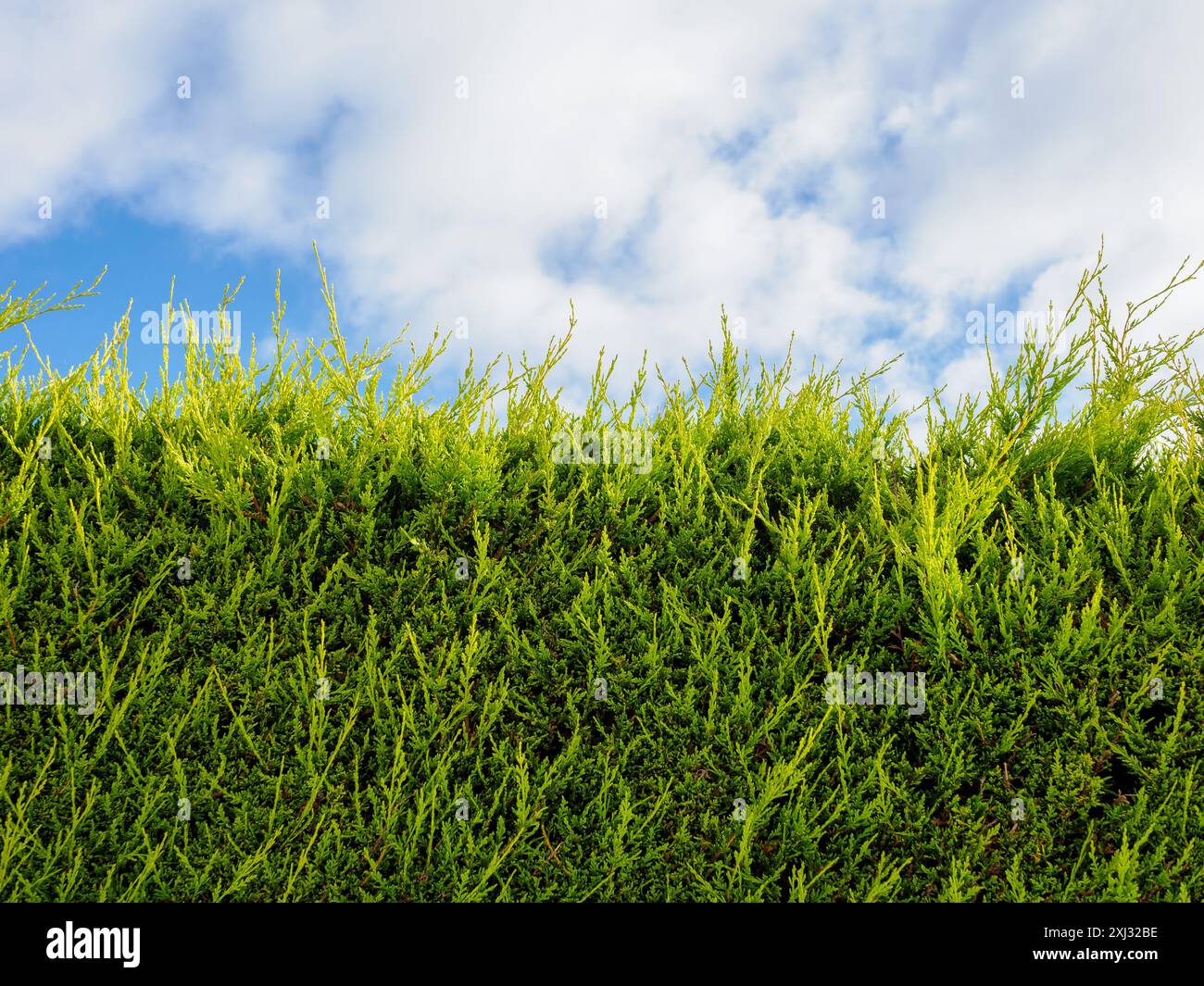 Lush Green Hedge Against a Vibrant Blue Sky with Fluffy White Clouds ...