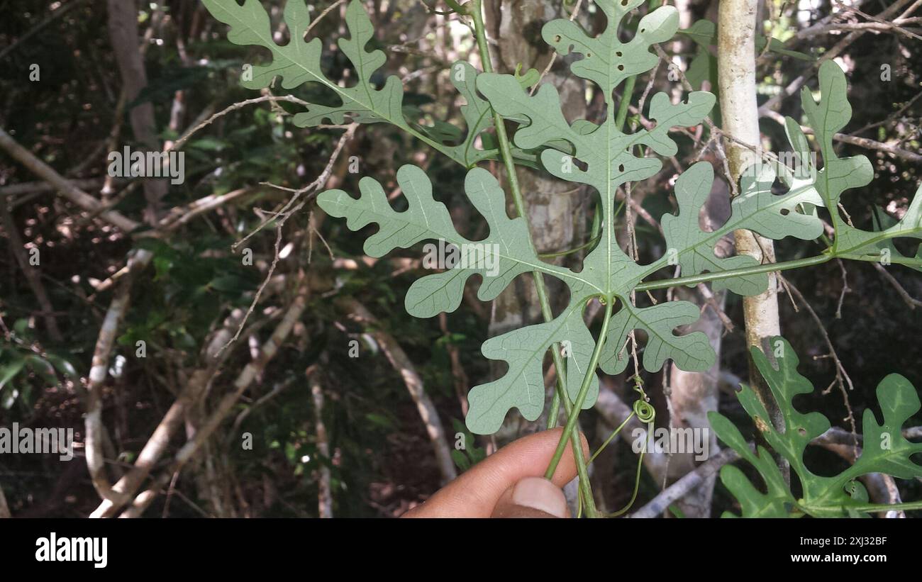 (Adenia perrieri) Plantae Stock Photo - Alamy