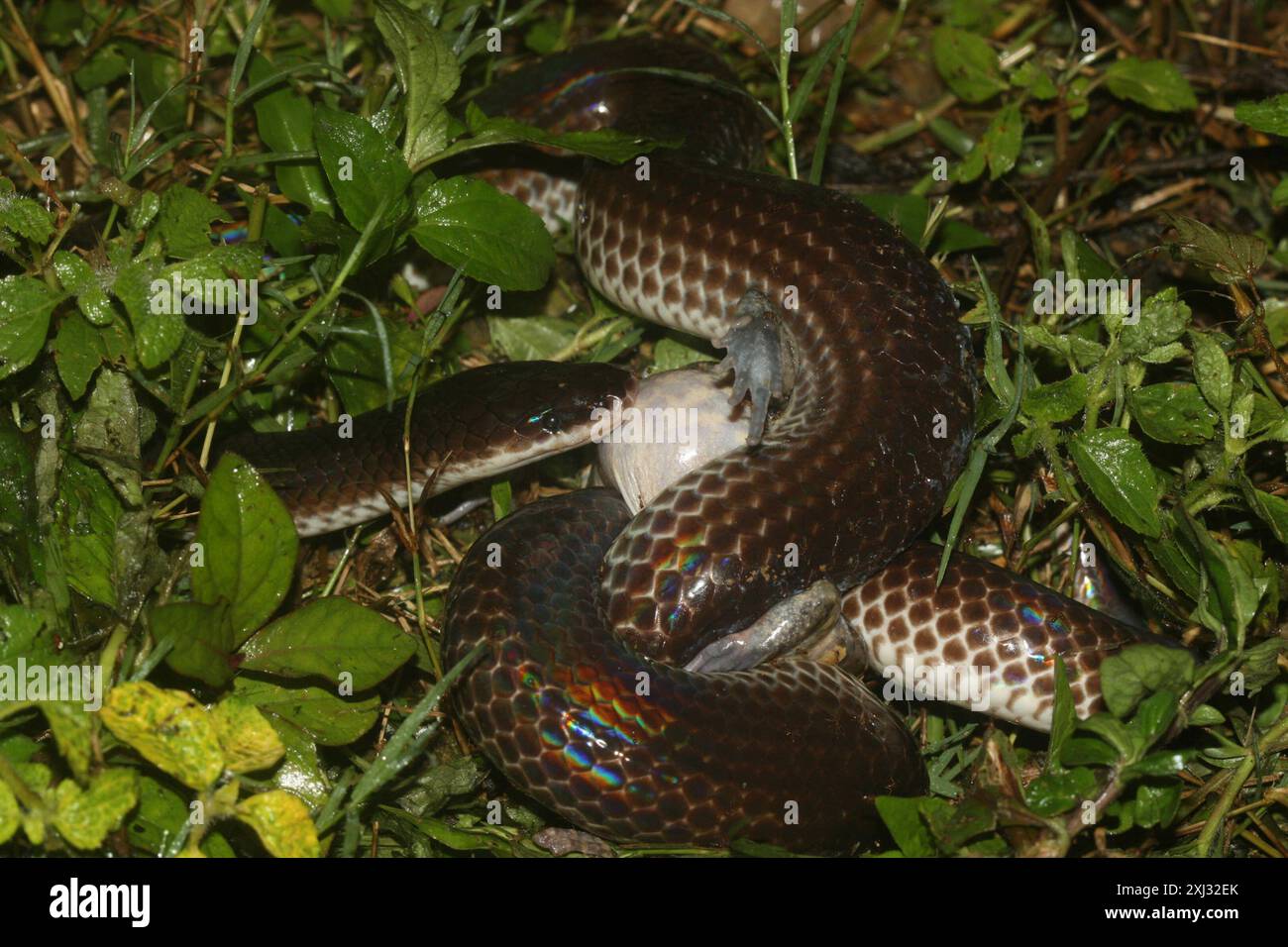 Asian Sunbeam Snake (Xenopeltis unicolor) Reptilia Stock Photo - Alamy