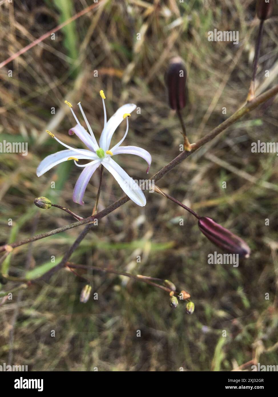 wavy-leafed soap plant (Chlorogalum pomeridianum) Plantae Stock Photo ...